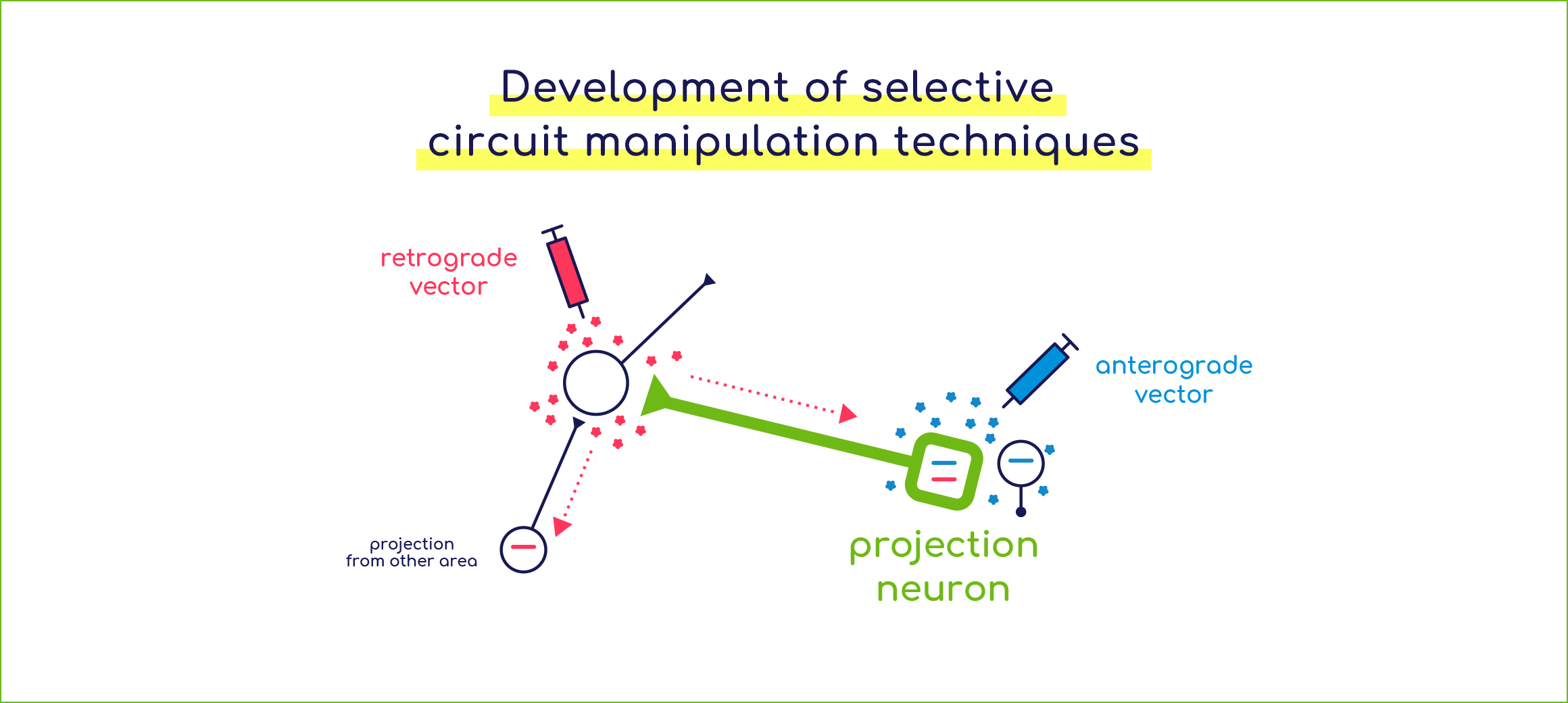 Division of Neurobiology and Physiology, Department of Neuroscience ...
