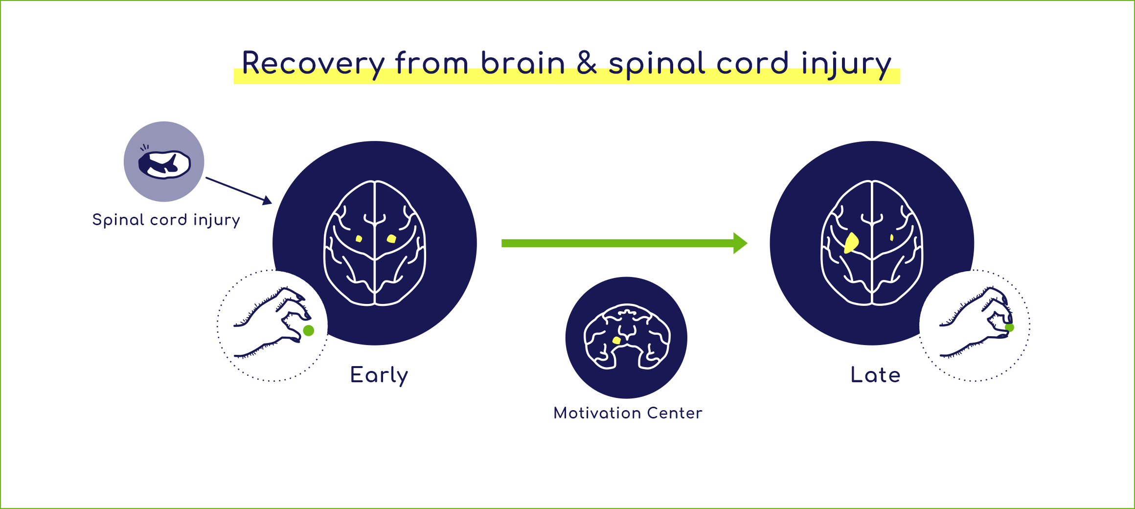 Division of Neurobiology and Physiology, Department of Neuroscience ...