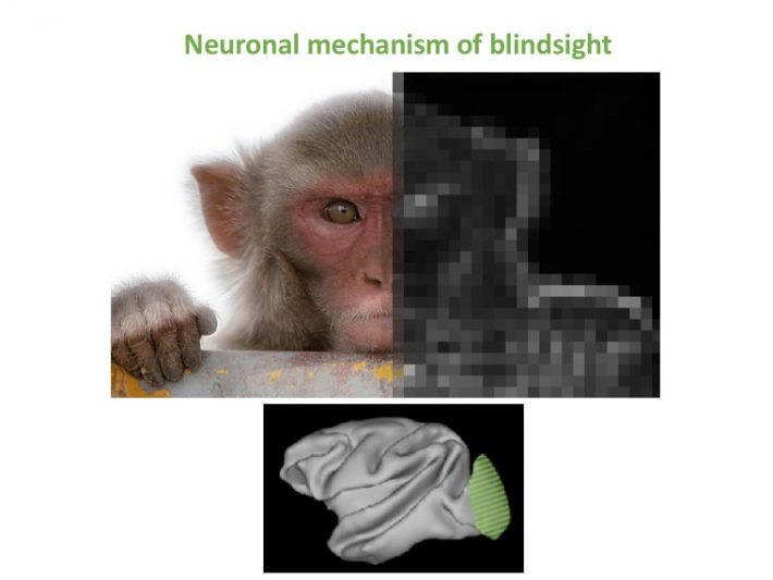 Projects アーカイブ | Division of Neurobiology and Physiology, Department of ...